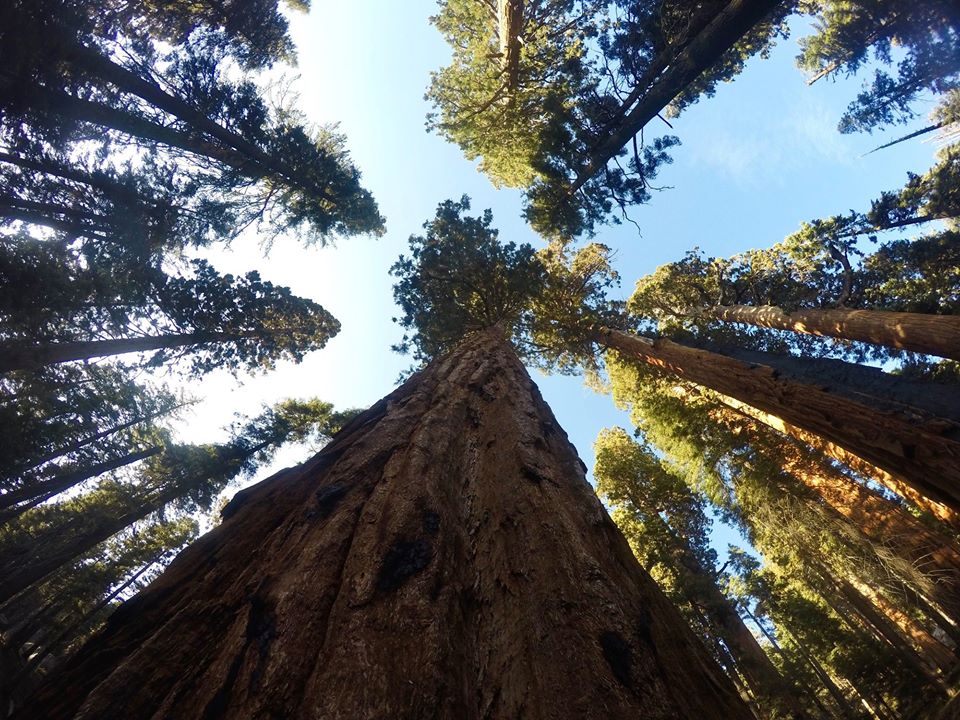 My California - Atwell Grove, Paradise Peak, and the Amph... | Minds