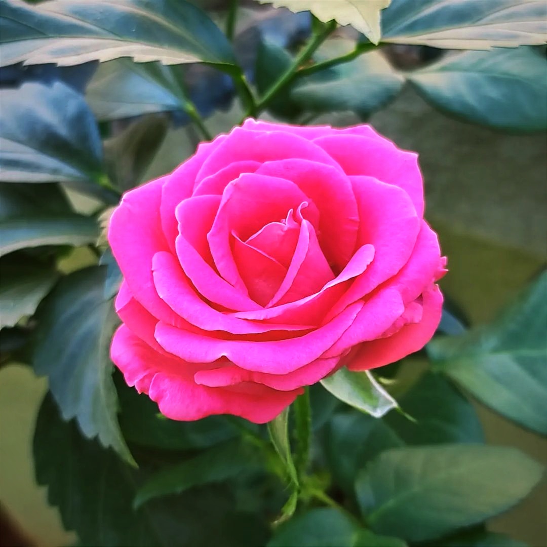 Pink Colour Rose Flower Pics | Best Flower Site