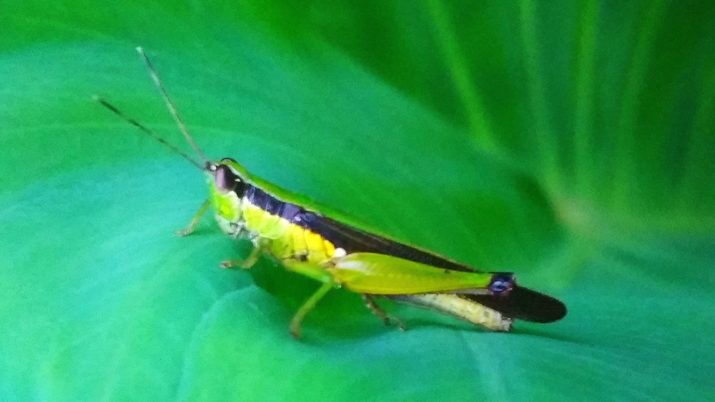 Green Locust