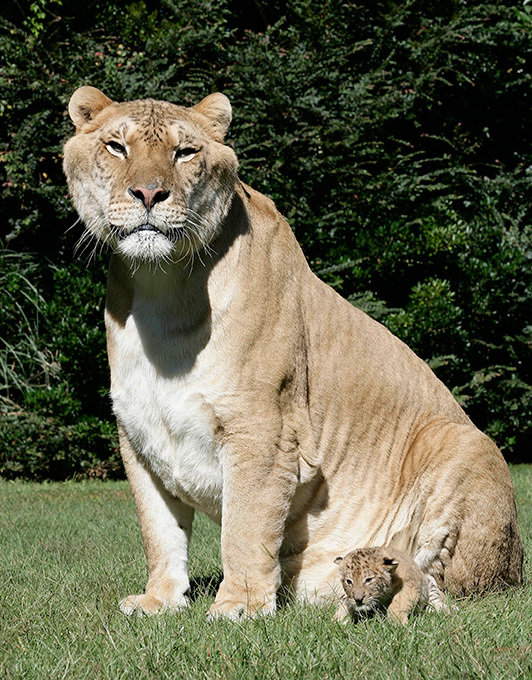 Hercules The Liger Bus