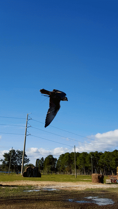 Faribault Falcons Transparent Gif