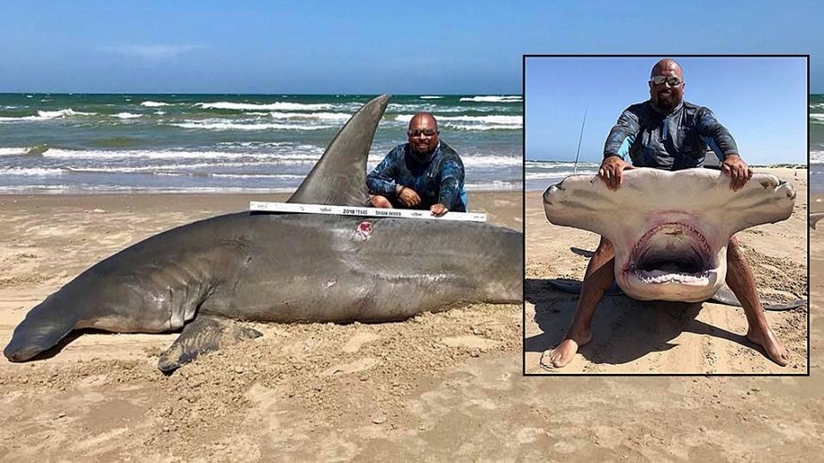 Great Hammerhead Shark Attacks