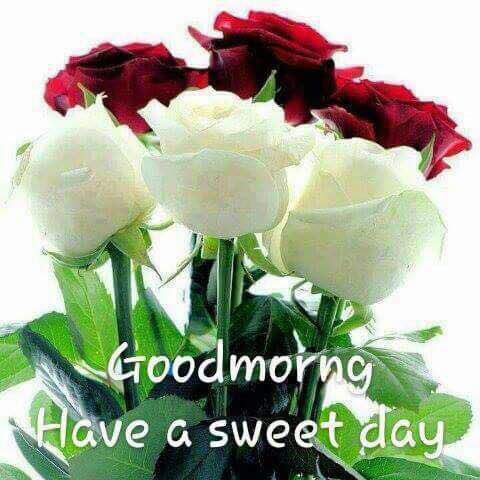 Good Morning White Roses