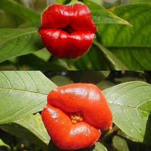 Liyathambara Flower Photos | Best Flower Site