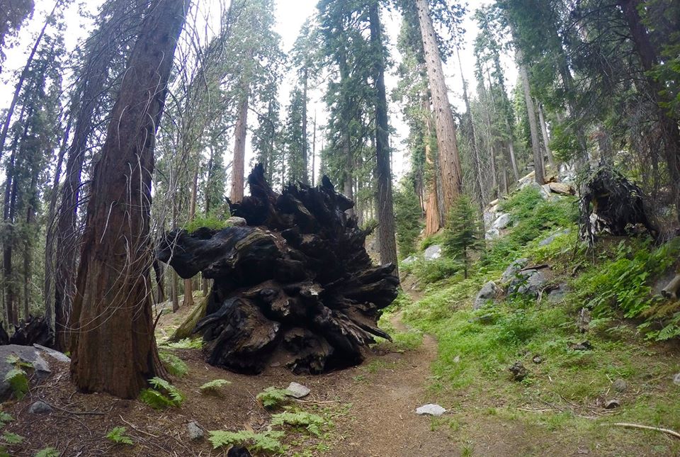 My California - Atwell Grove, Paradise Peak, and the Amph... | Minds